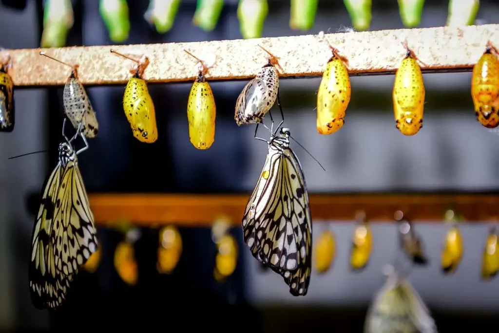Exhibits & Animals - Butterfly Pavilion