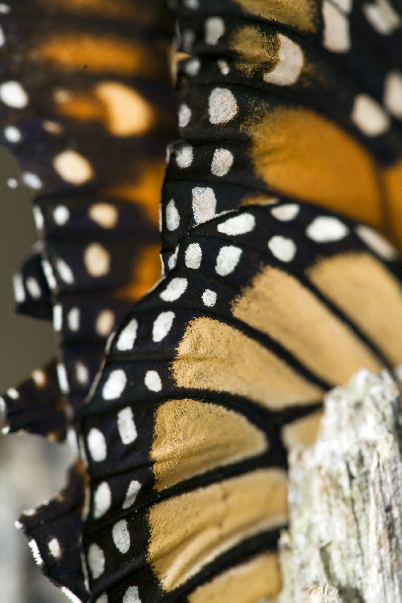 Monarch Butterflies 101