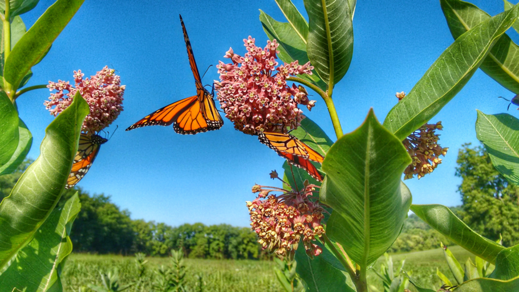Pollinator Gardening Bootcamp - Pollinator Garden Maintenance and Care ...