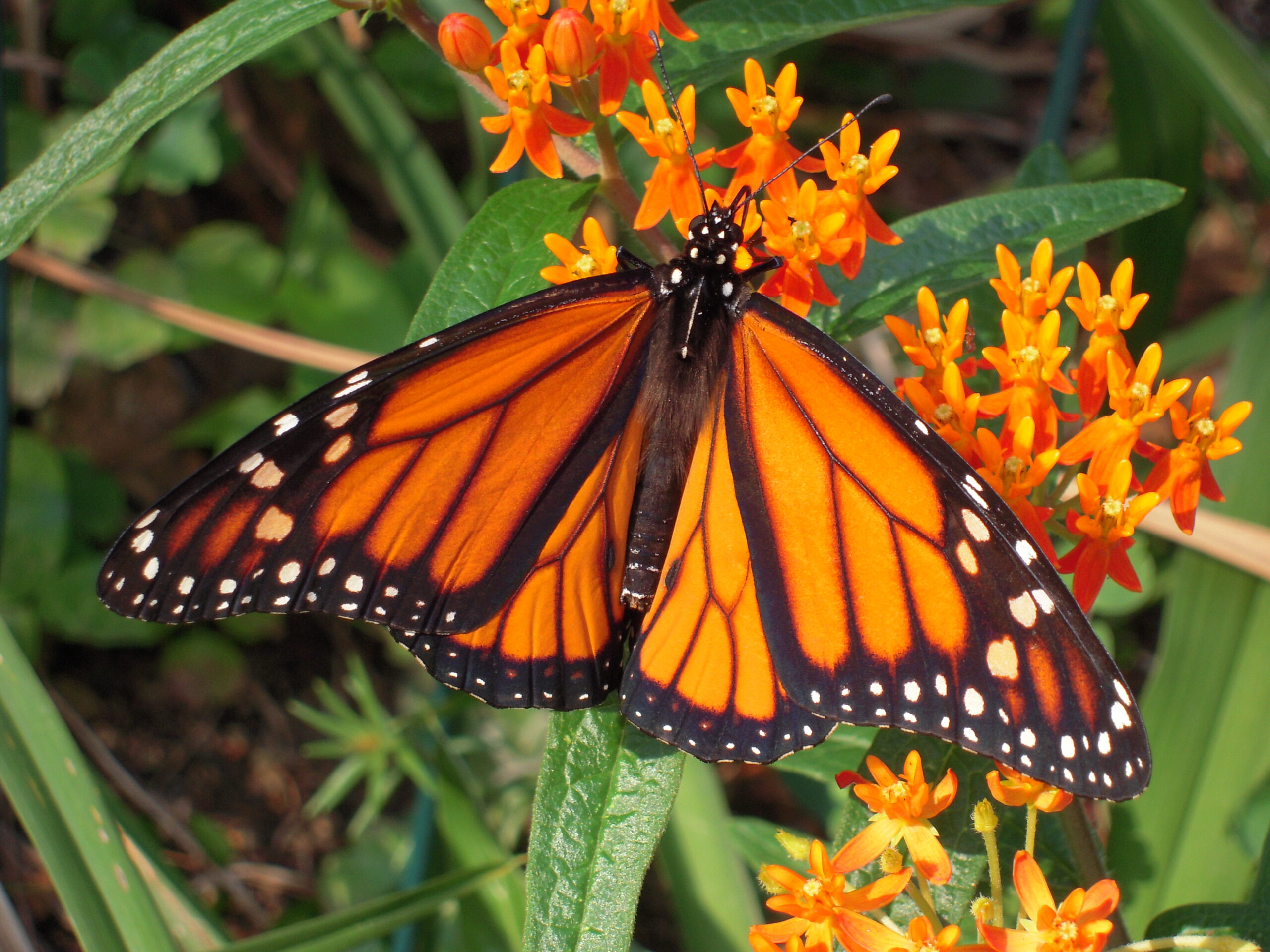 Monarch Butterflies 101