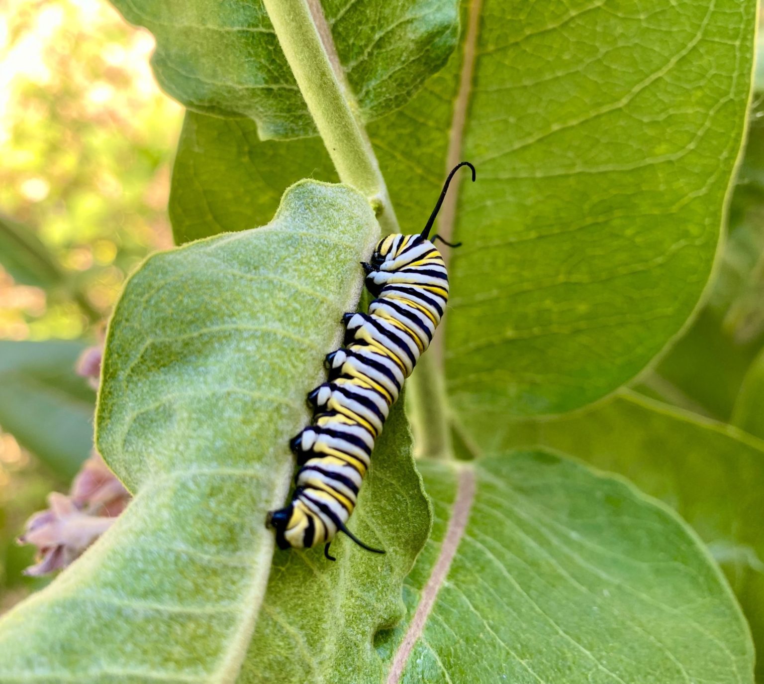 SAFE North American Monarch's Program