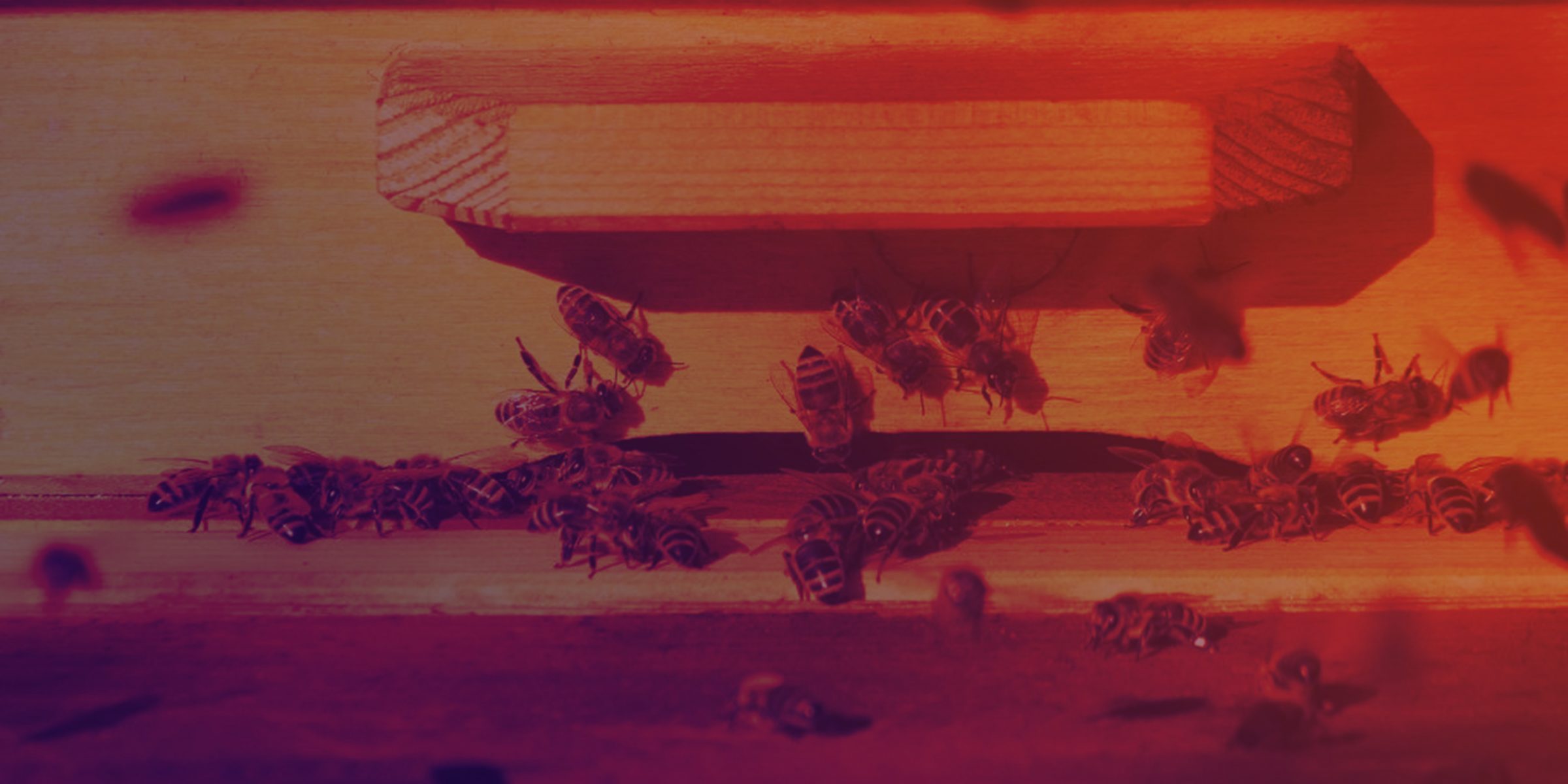 Your Beekeeping Questions, Answered