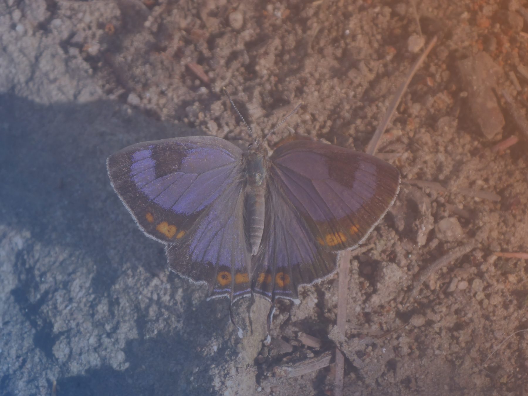 The Colorado Hairstreak (Hypaurotis crysalus)
