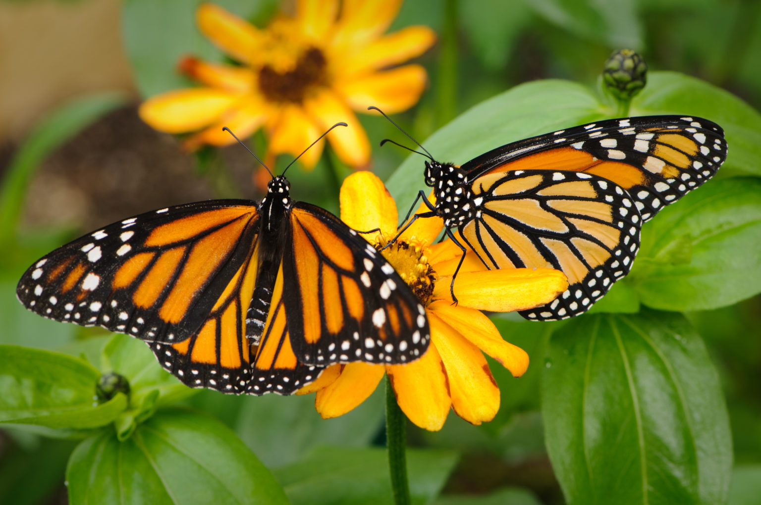 SAFE North American Monarch's Program