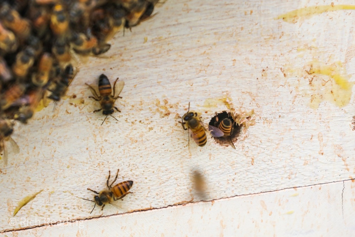 Bee Fencing Project