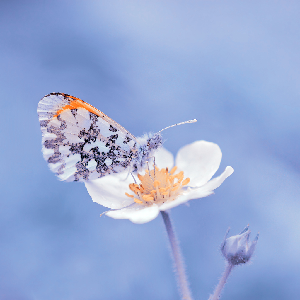 Where Do Insects Go During the Wintertime?