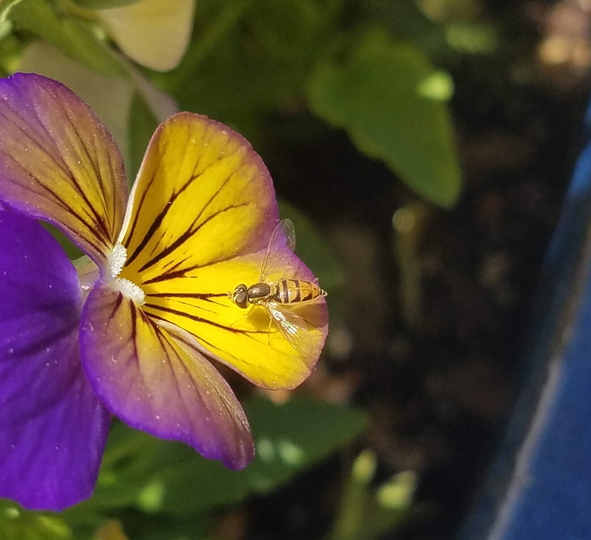 Pollinator of the Month: Margined Calligrapher