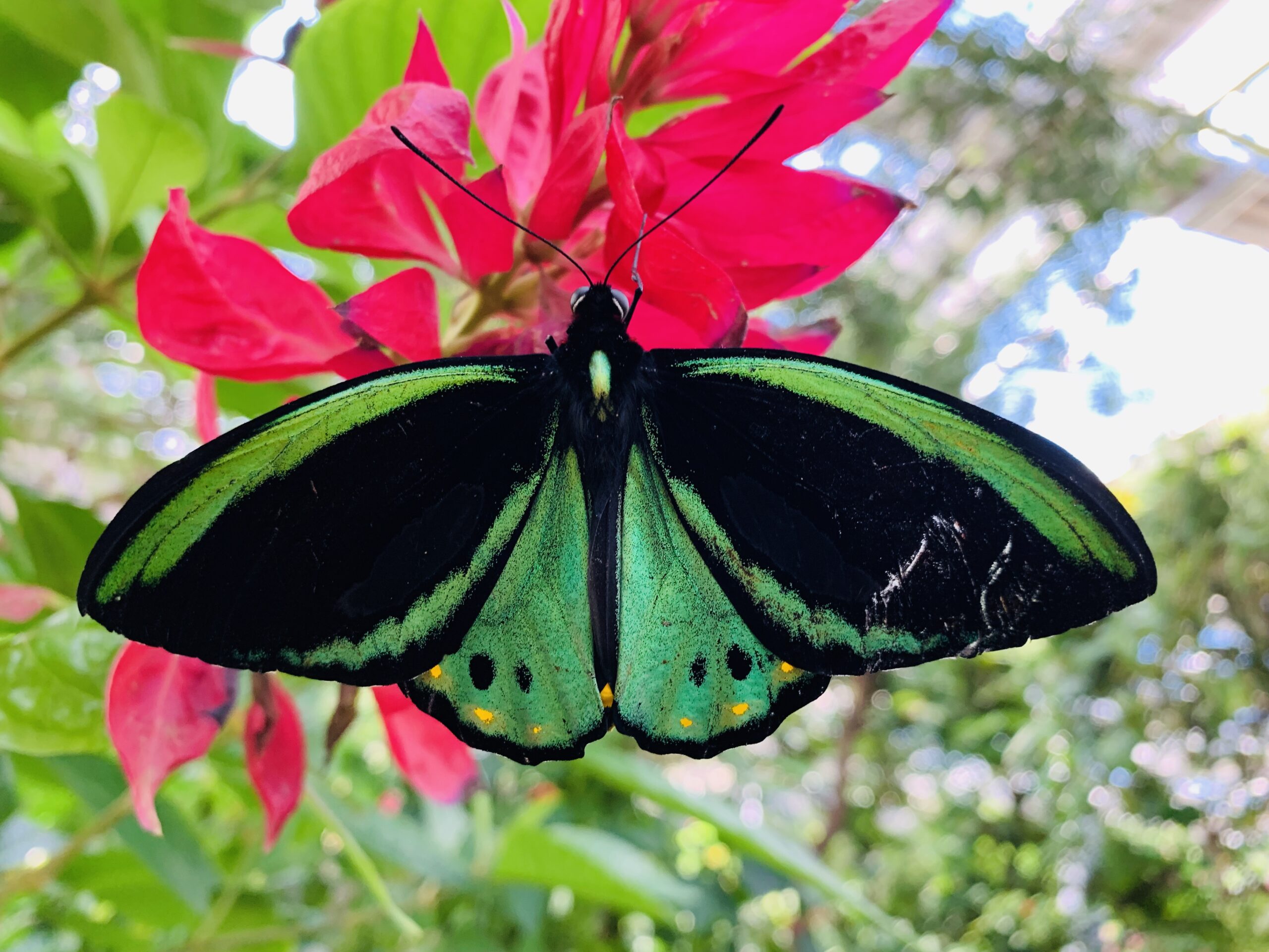 Career Opportunities