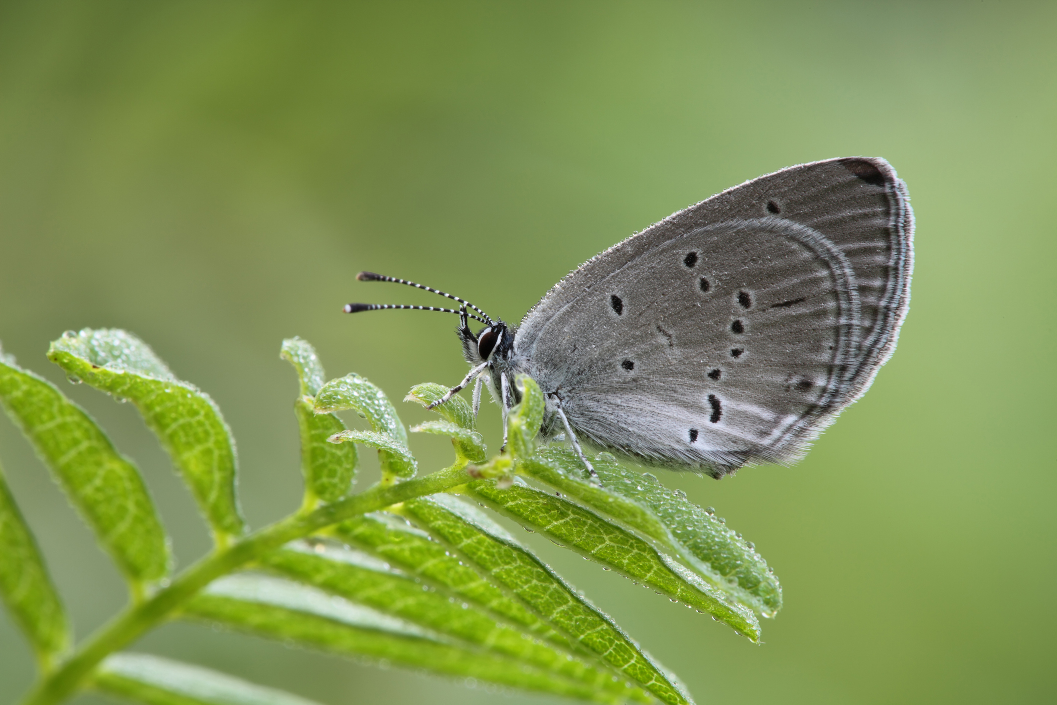 Fighting to save the Colorado Silverspot Butterfly with Butterfly Pavilion
