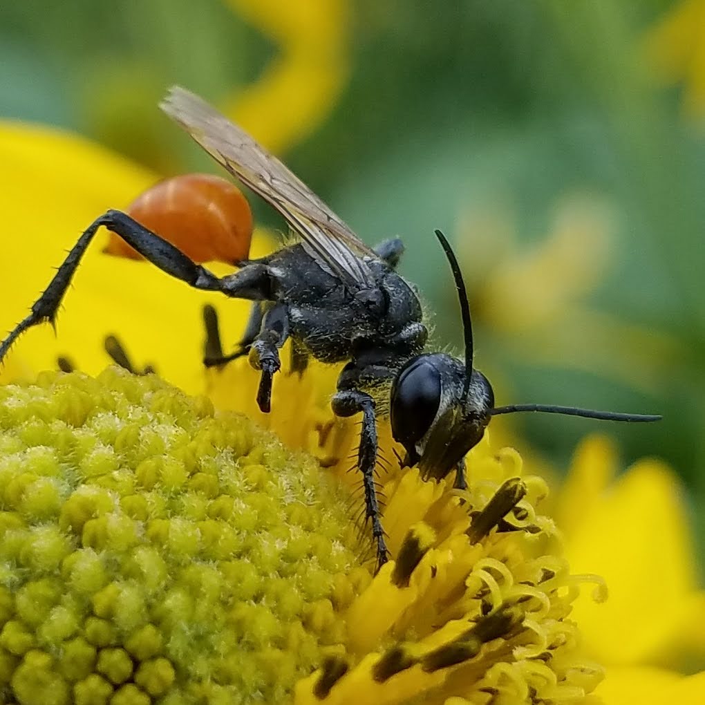 Wasps: Friend or Foe?