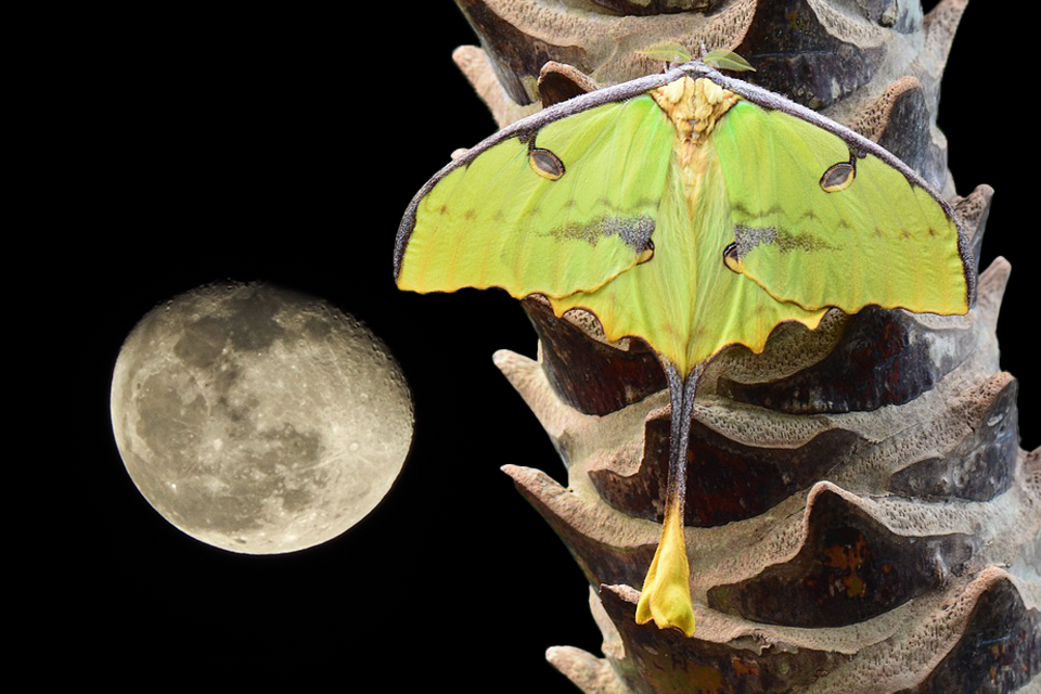 Dancing in the Moonlight: Nighttime Activities of Moths
