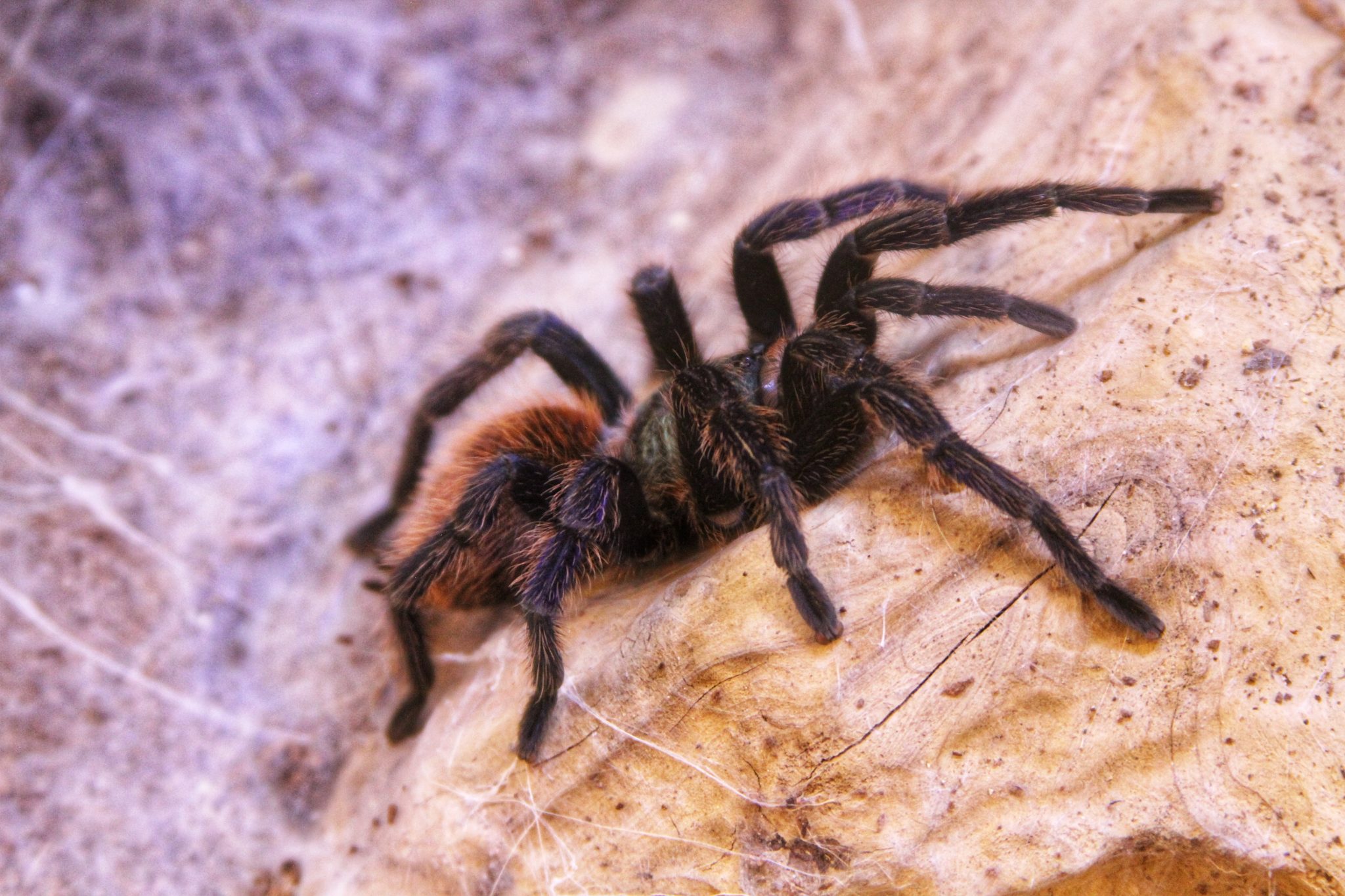 Spiders Around The World