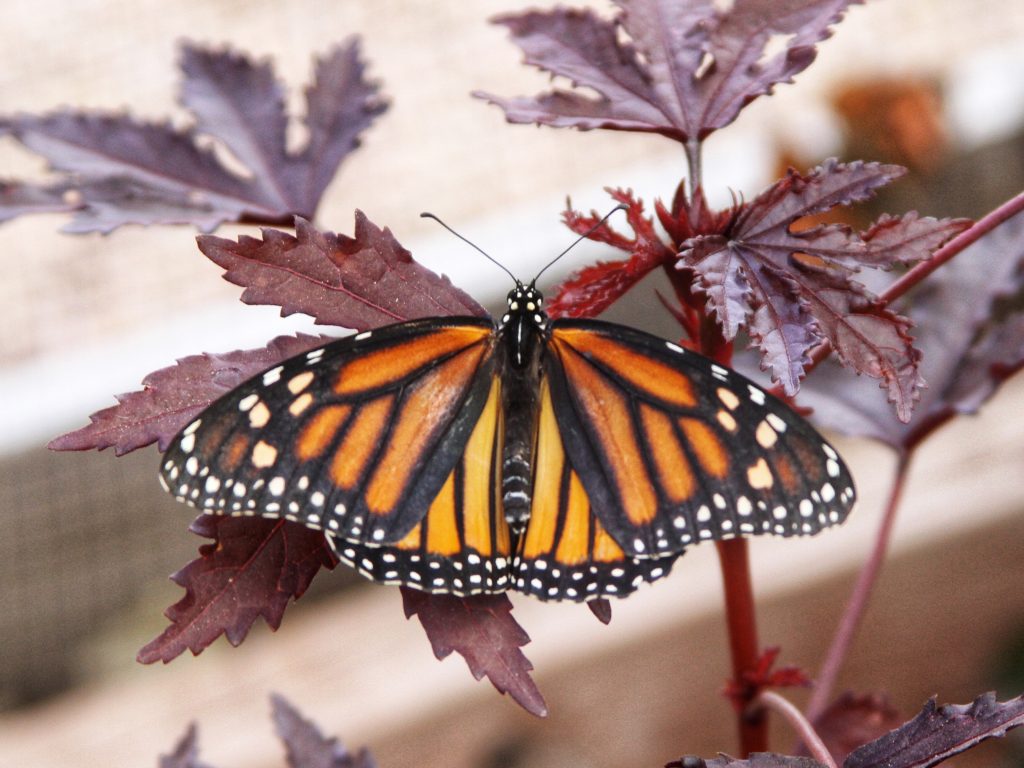 Monarch Magic