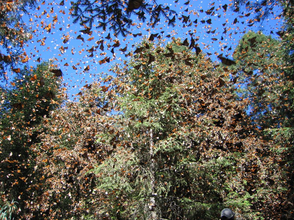 Monarch Butterfly Conservation