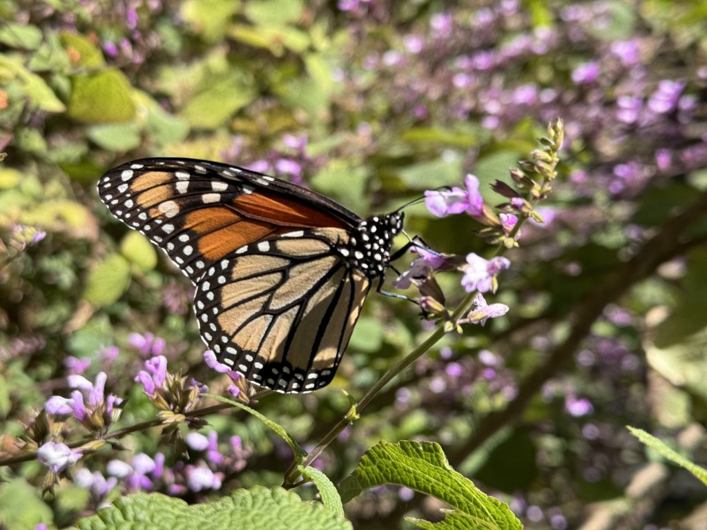 Monarch Butterfly Conservation