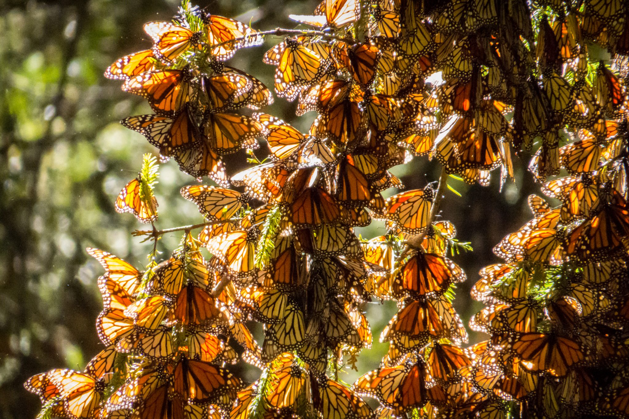 Monarch Butterfly Conservation