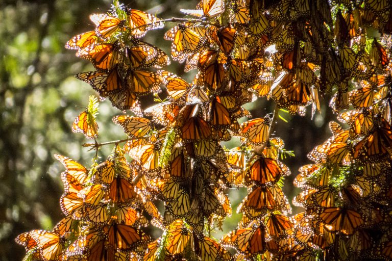 Monarch Butterfly Conservation