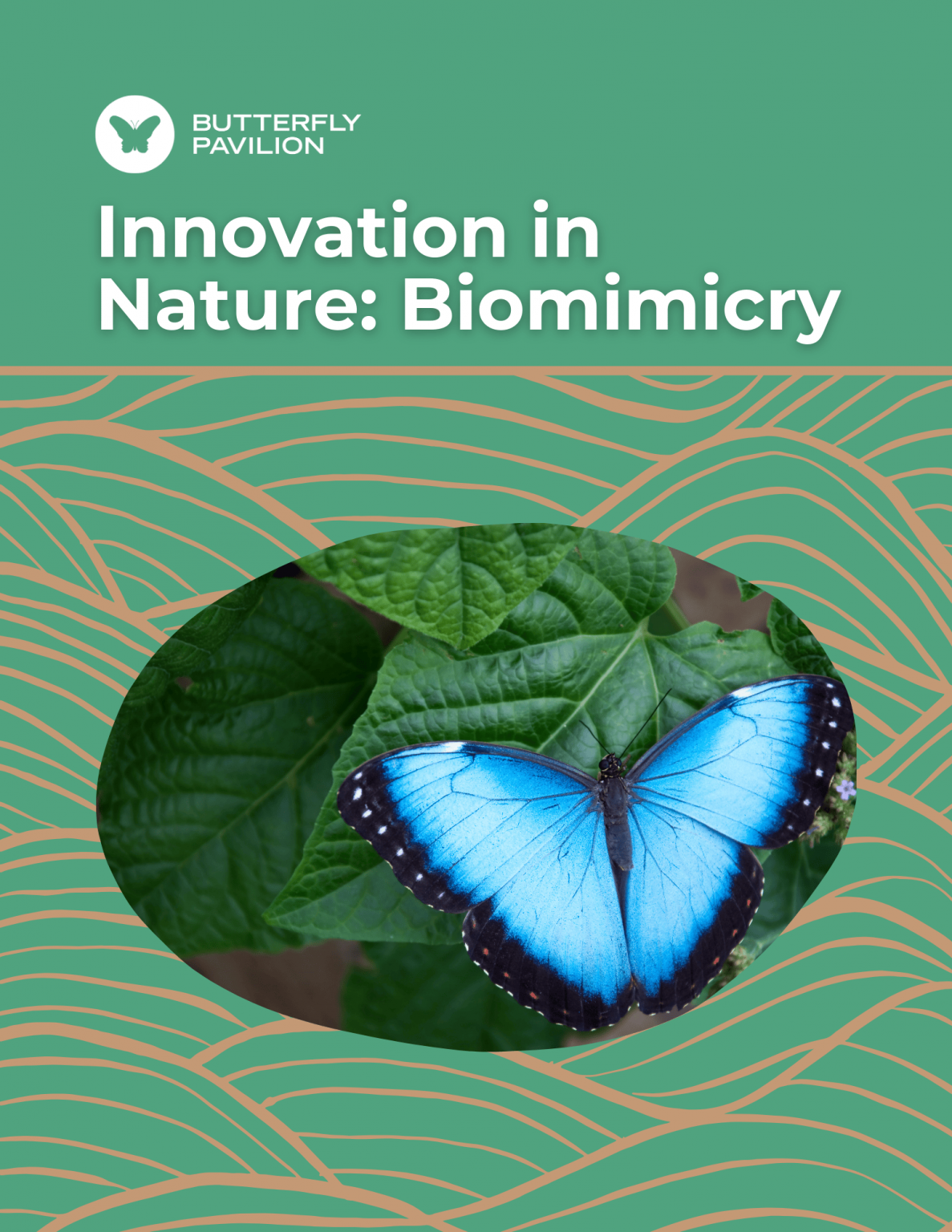 Innovation in Nature: Biomimicry