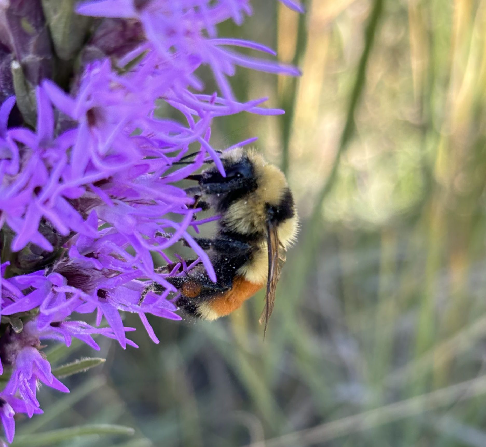 What’s Up With Bees?