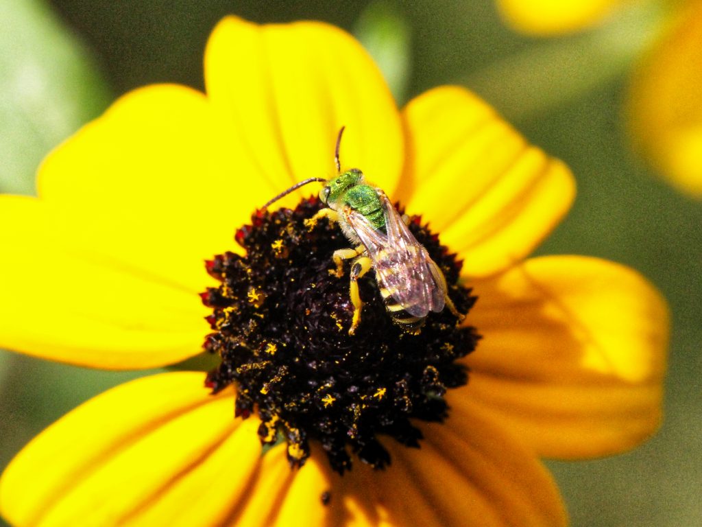 Beyond the Hive: Discovering Colorado's Native Bees | Butterfly Pavilion