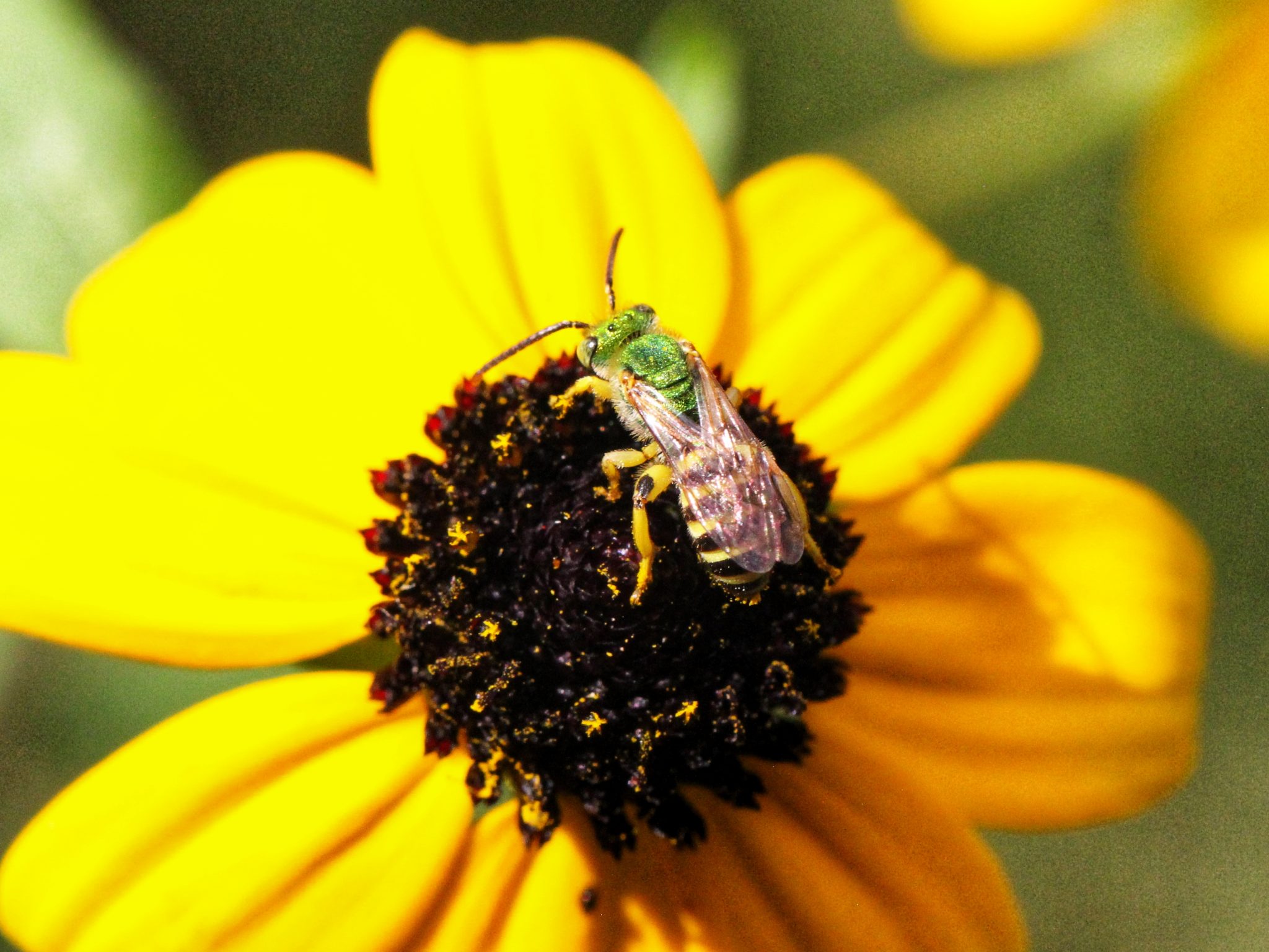 Beyond the Hive: Discovering Colorado's Native Bees | Butterfly Pavilion