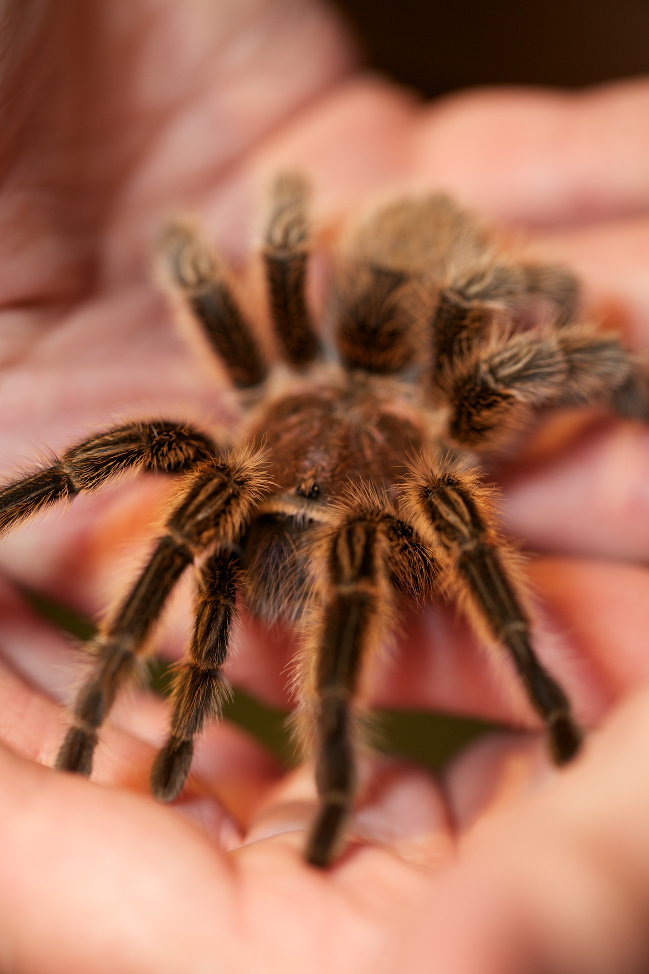 Rosie the Tarantula: A New Chapter in Her 30-Year Legacy | Butterfly ...
