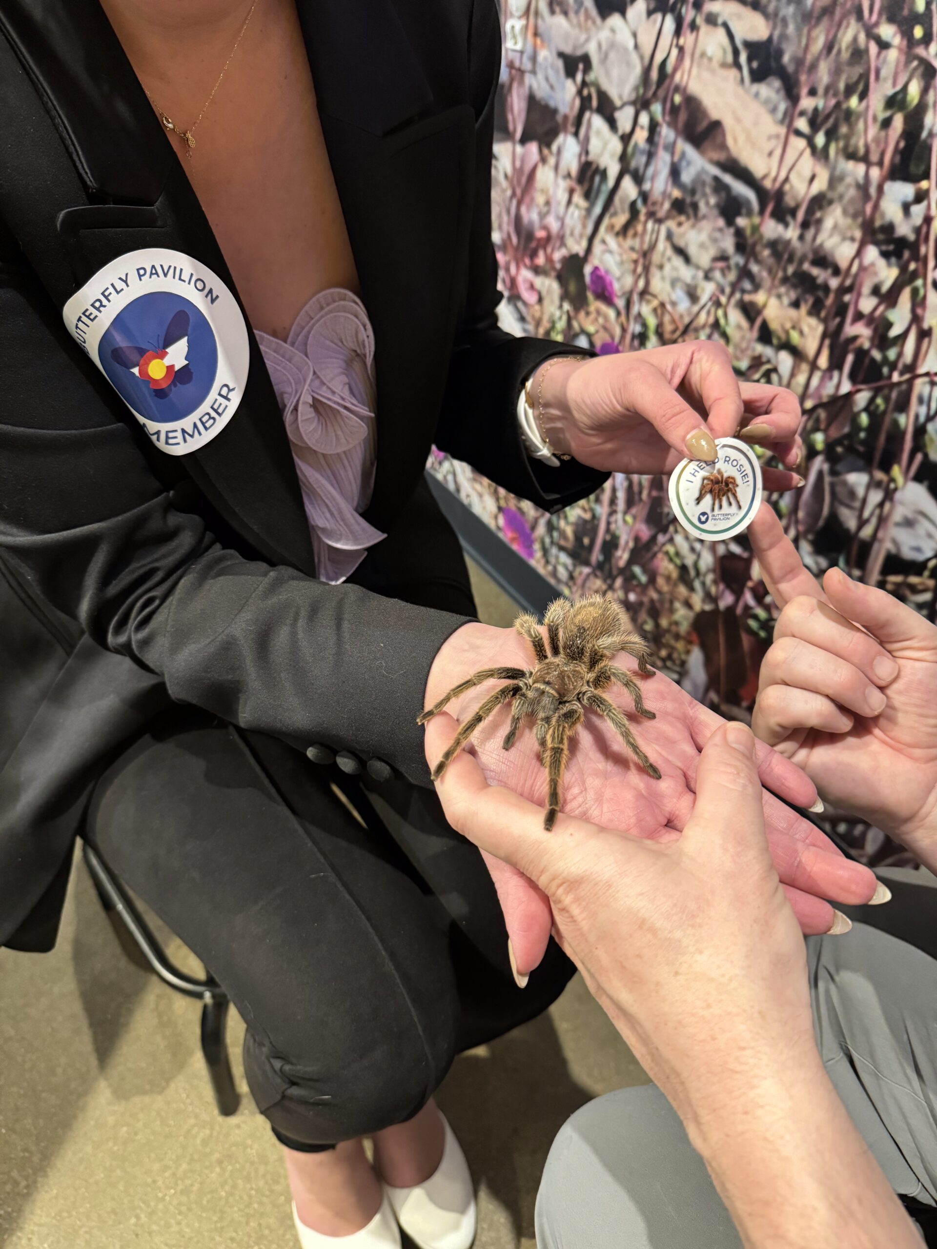 Rosie the Tarantula: A New Chapter in Her 30-Year Legacy | Butterfly ...