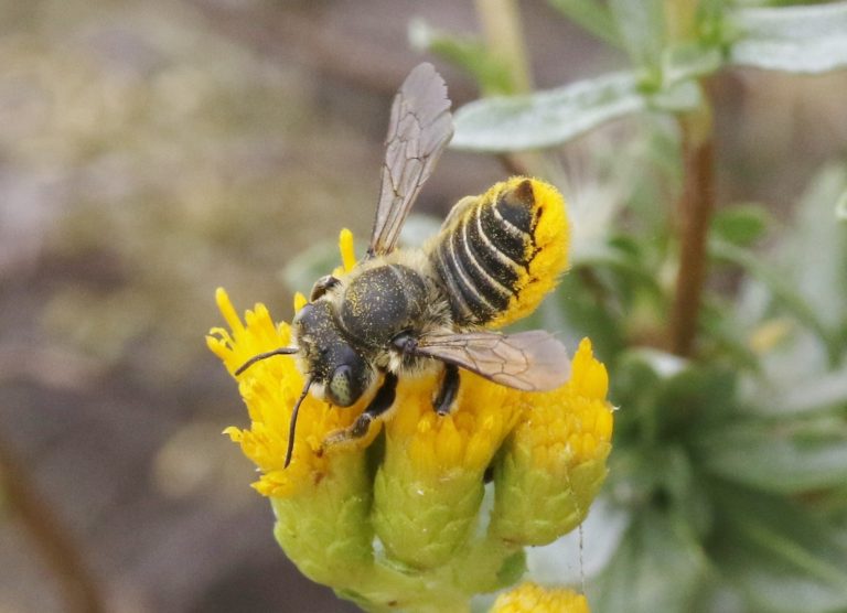 Beyond the Hive: Discovering Colorado's Native Bees | Butterfly Pavilion